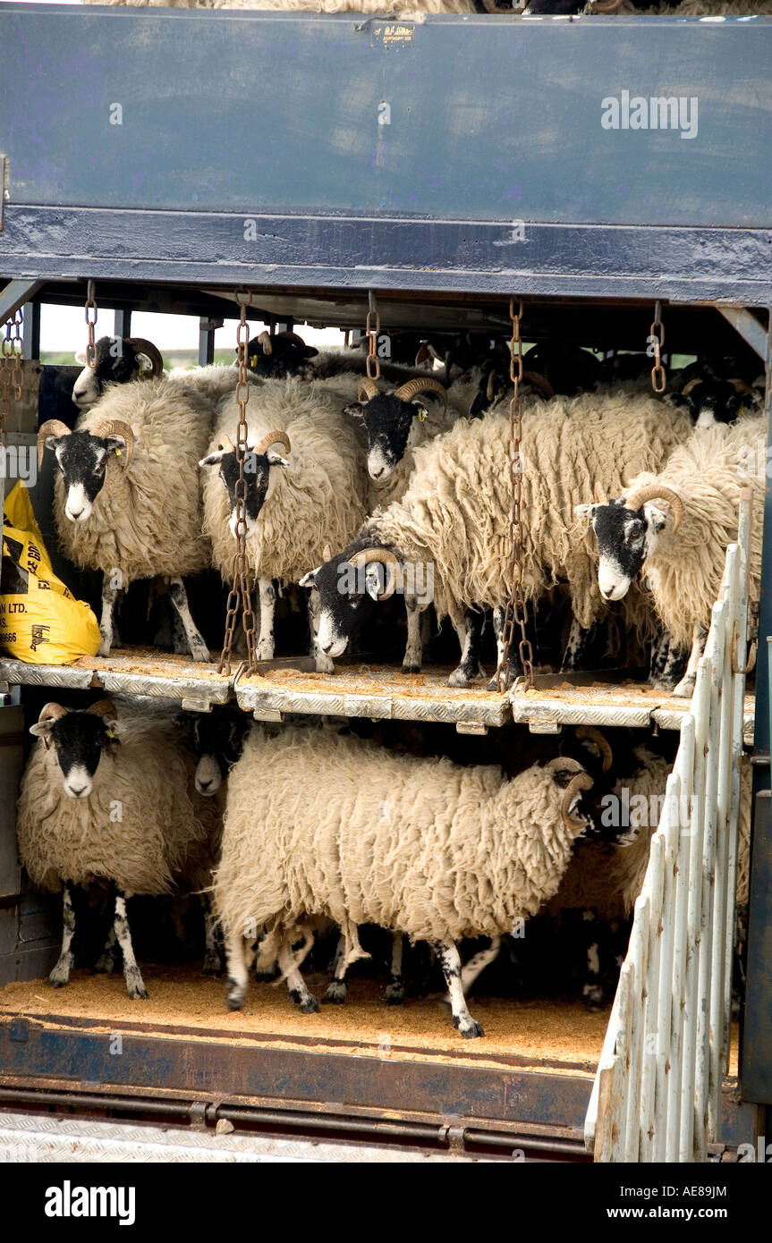 Livestock lorry transport sheep hi-res stock photography and images - Alamy