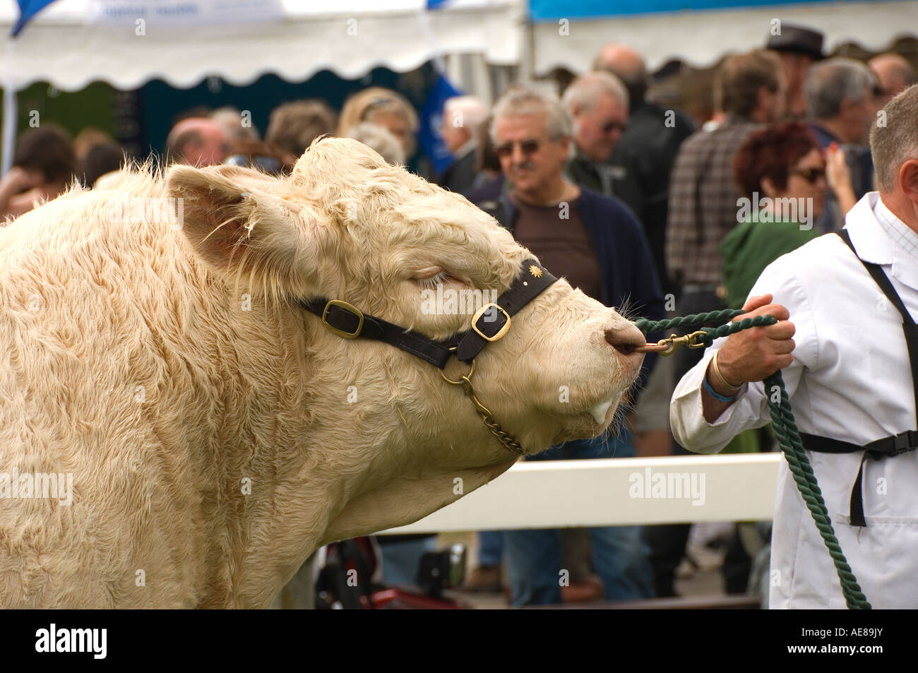 Prize Bull Uk Stock Photos & Prize Bull Uk Stock Images - Alamy