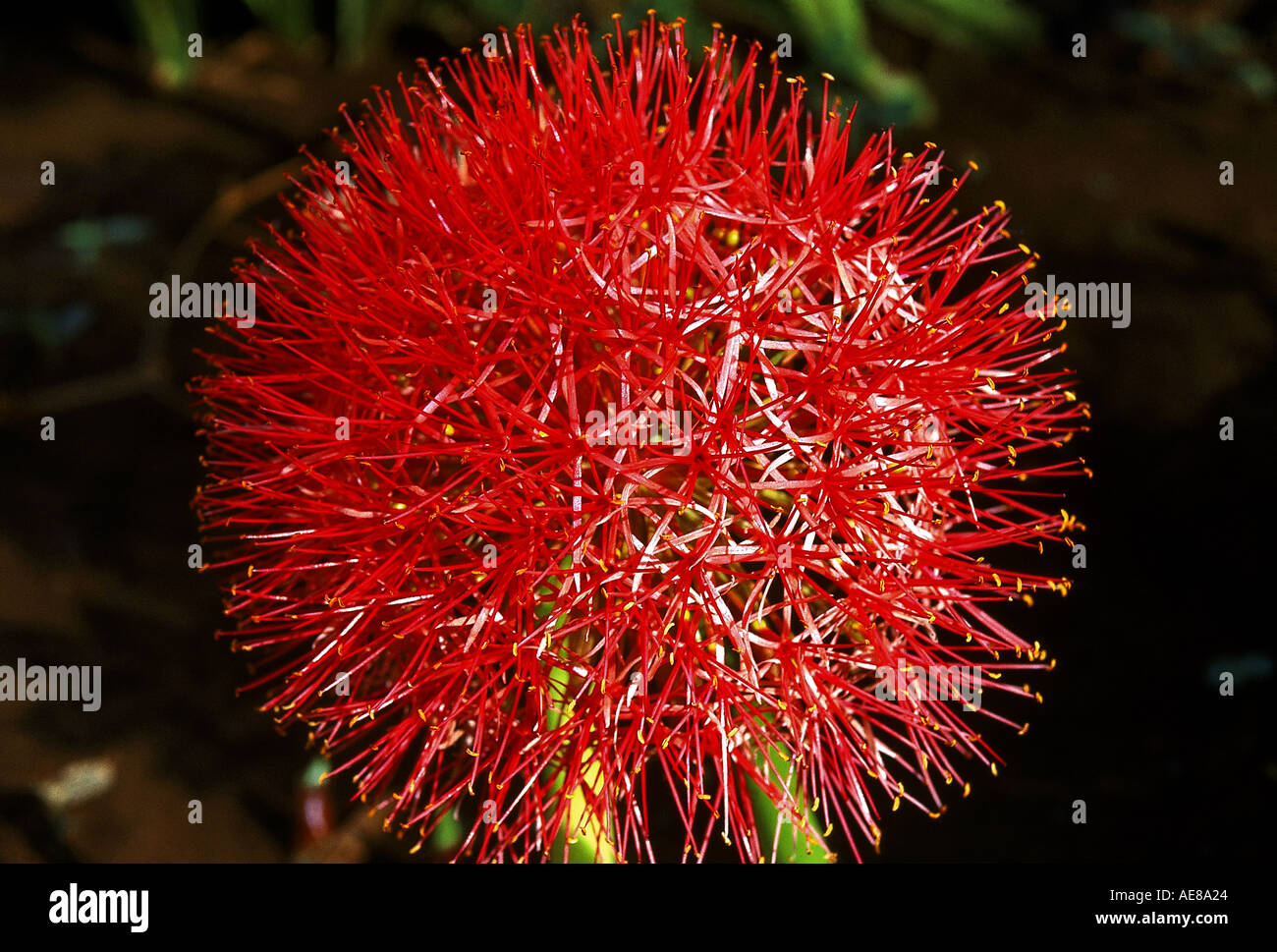 Ball lily hi-res stock photography and images - Alamy
