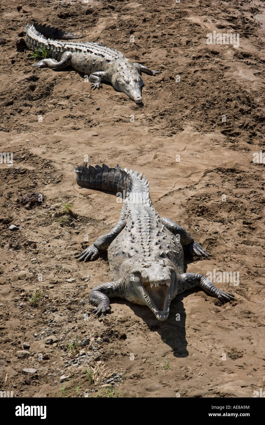 crocodile large reptile Stock Photo - Alamy