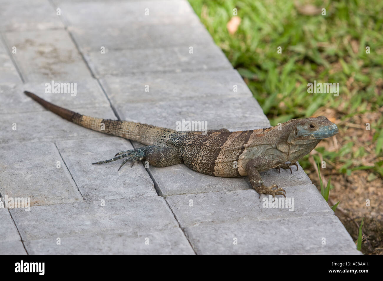 iquana lizard reptile Stock Photo - Alamy