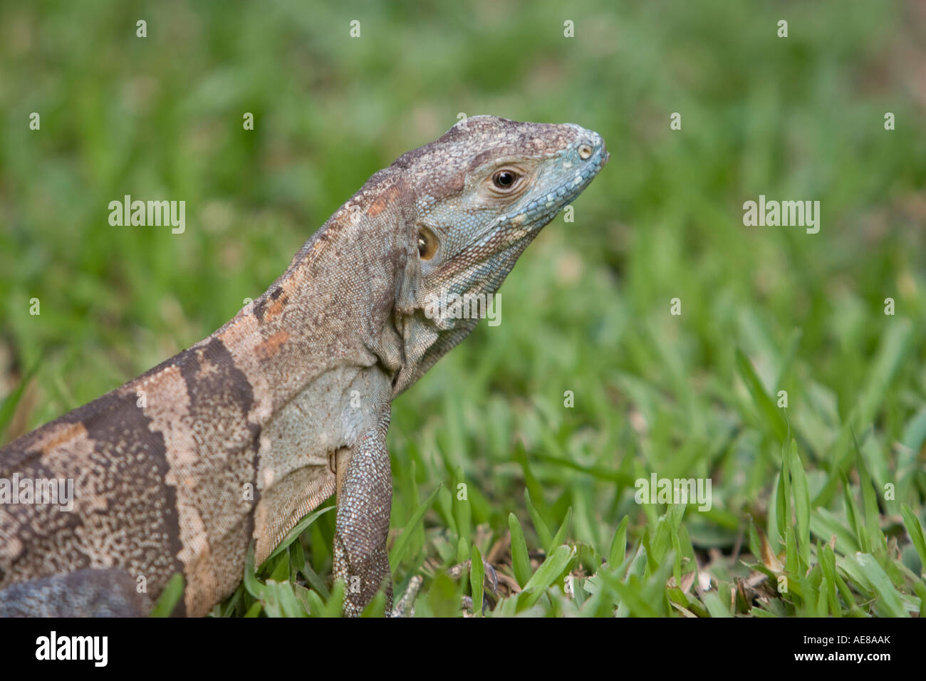 iquana lizard reptile Stock Photo - Alamy