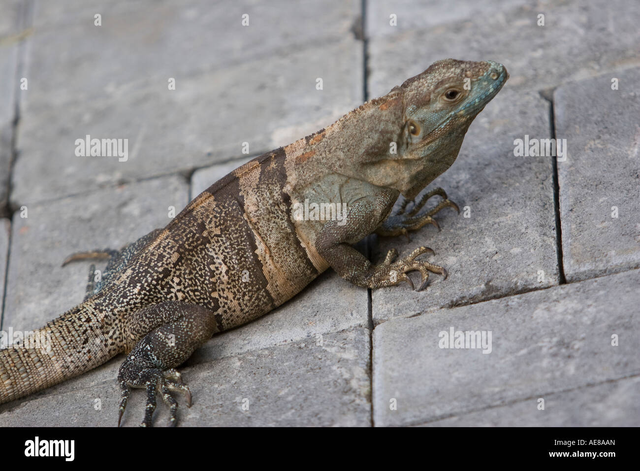iquana lizard reptile Stock Photo - Alamy