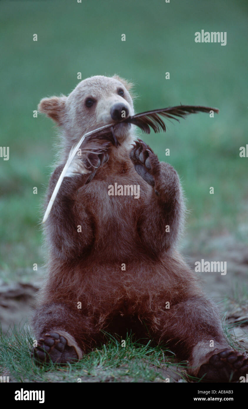 Brown bear cub with eagle feather Stock Photo - Alamy