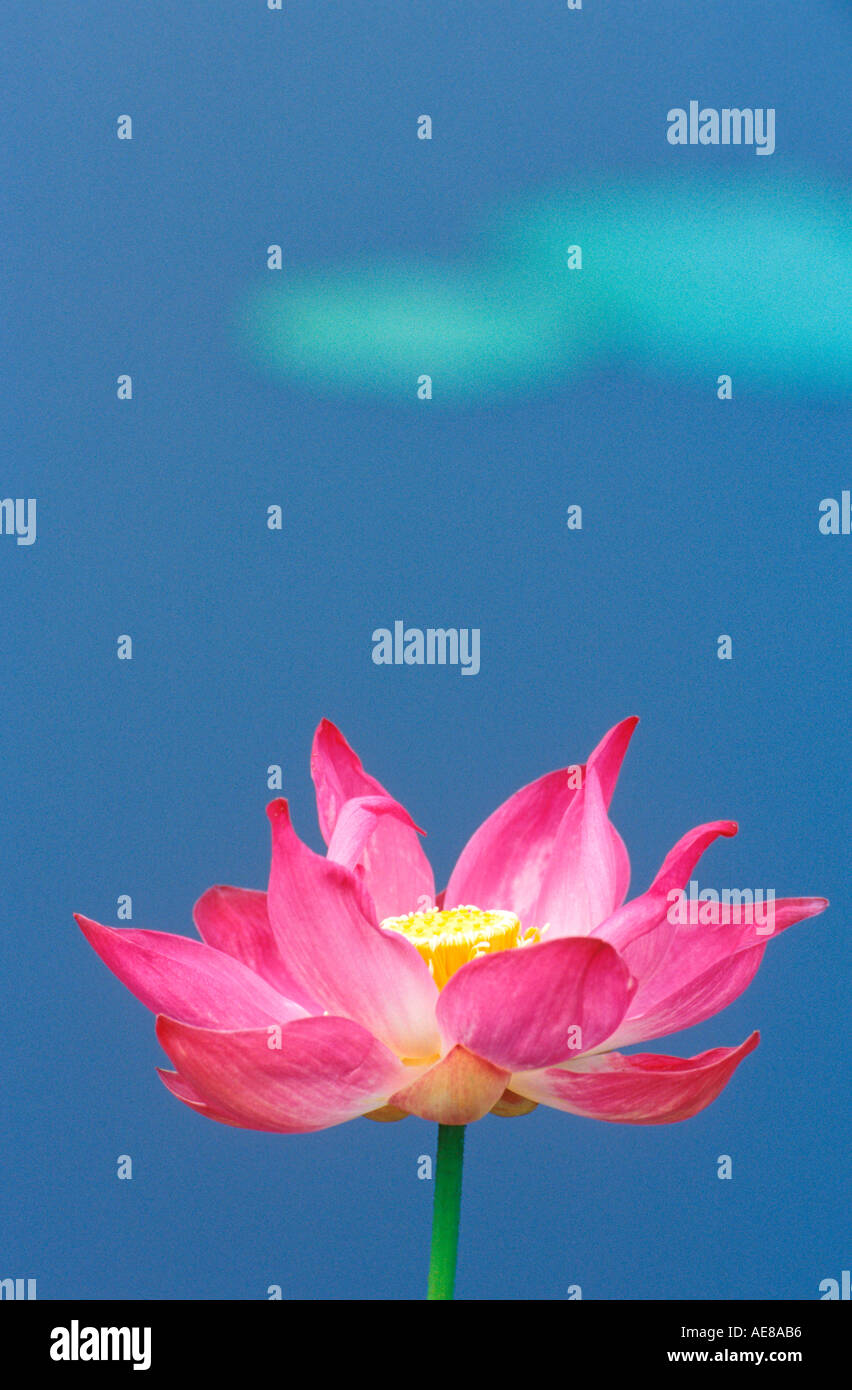 Lotus flower hindu hi-res stock photography and images - Alamy