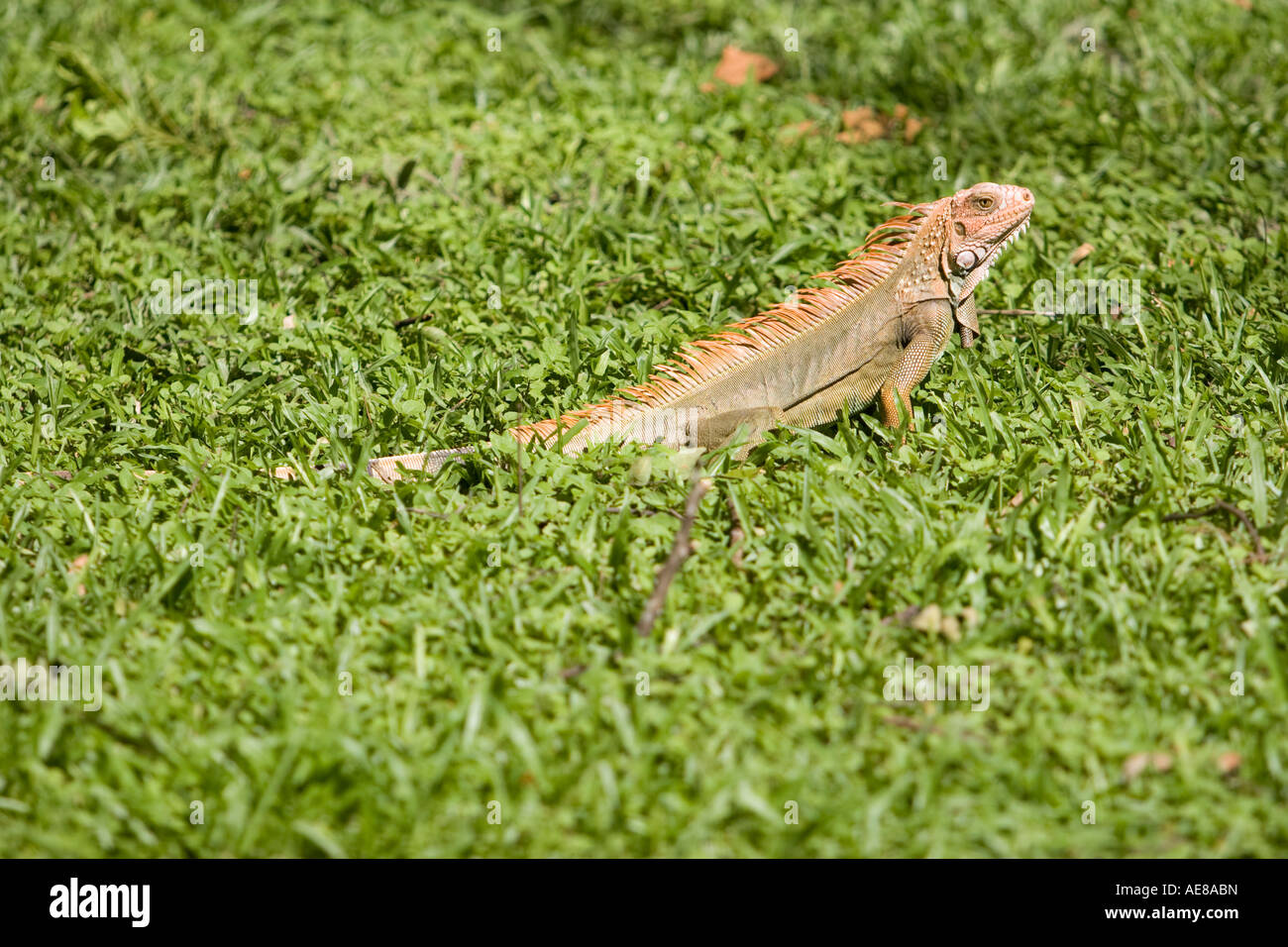 iguana lizard reptile Stock Photo - Alamy