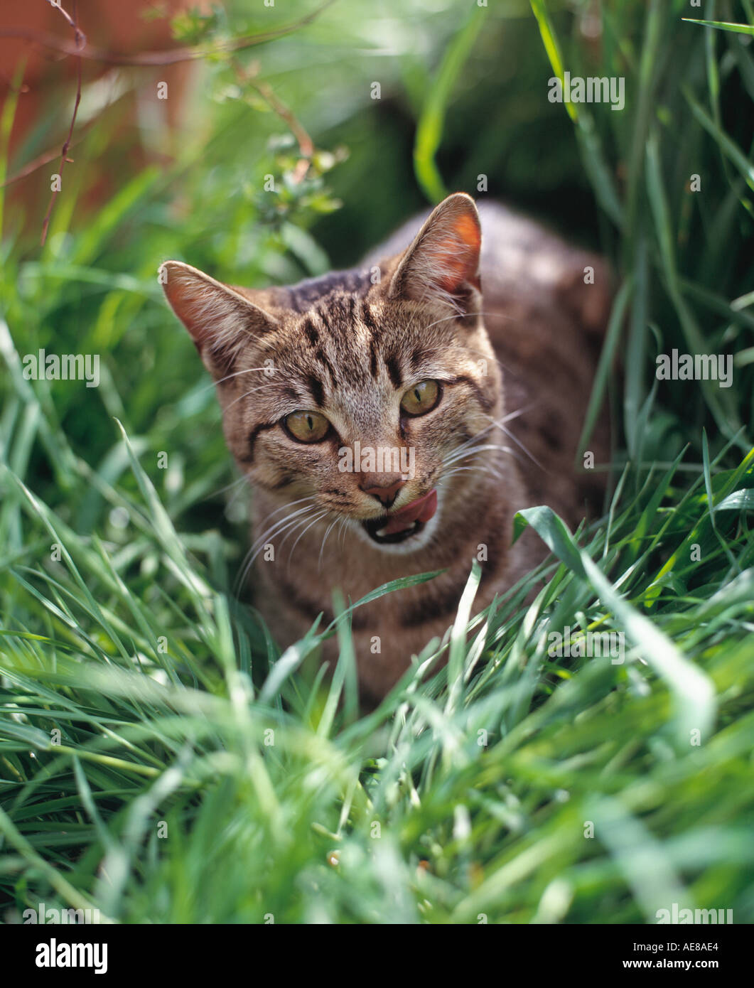 tabby cat in green grass Stock Photo - Alamy