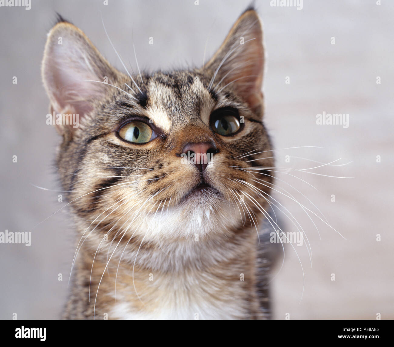tabby cat up-close portrait Stock Photo - Alamy