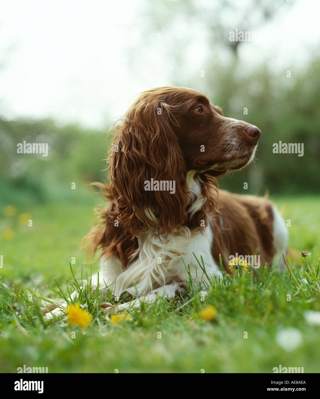 Field spaniel profile hi-res stock photography and images - Alamy