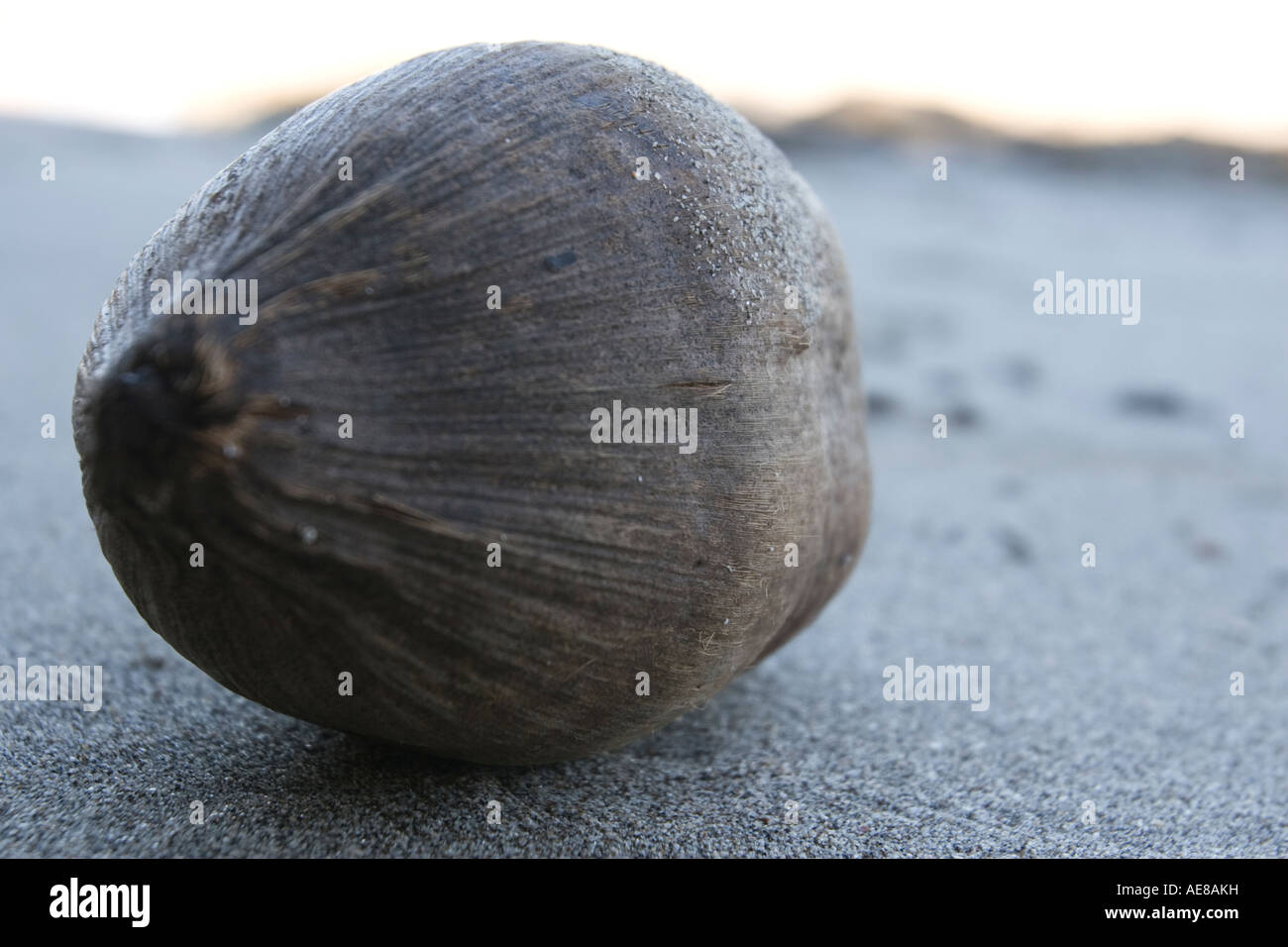 beach coconut sand Stock Photo - Alamy