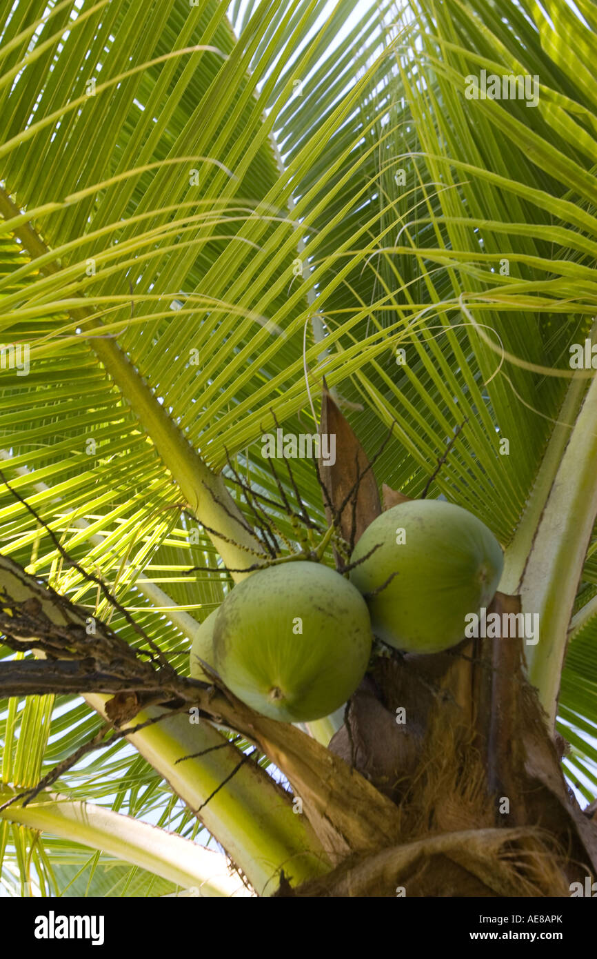 coconut palm tree Stock Photo - Alamy