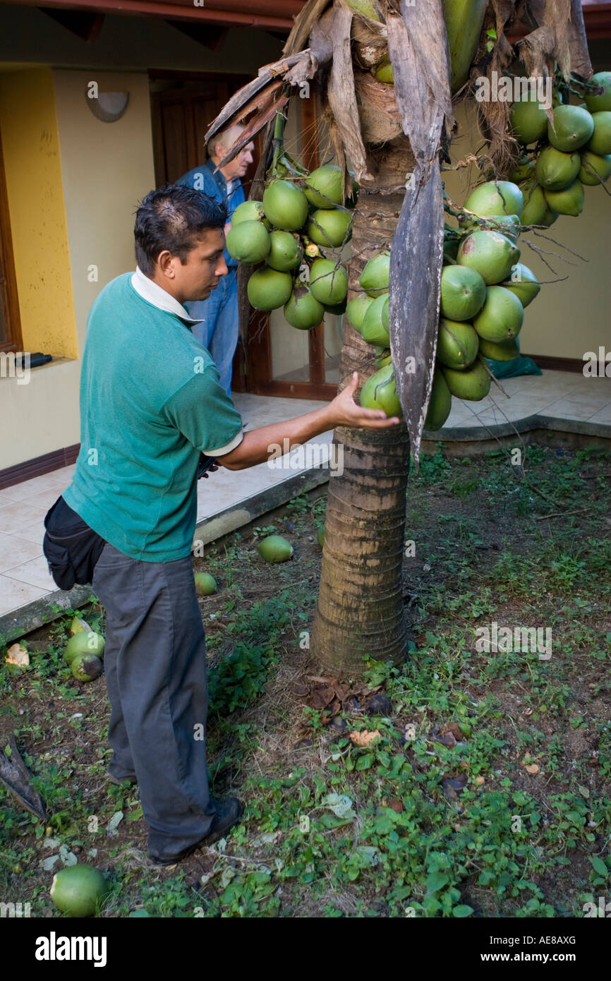 Man picking coconut hi-res stock photography and images - Alamy