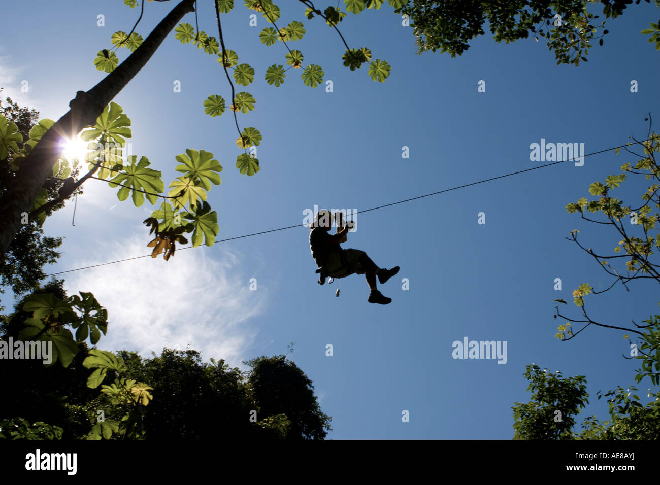 canopy forest zip line tour Stock Photo - Alamy