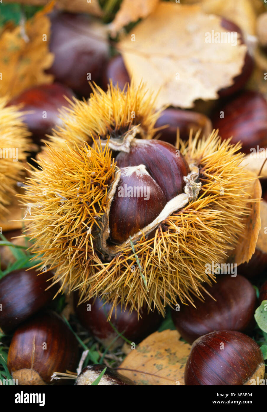 Chestnut forests italy hi-res stock photography and images - Alamy