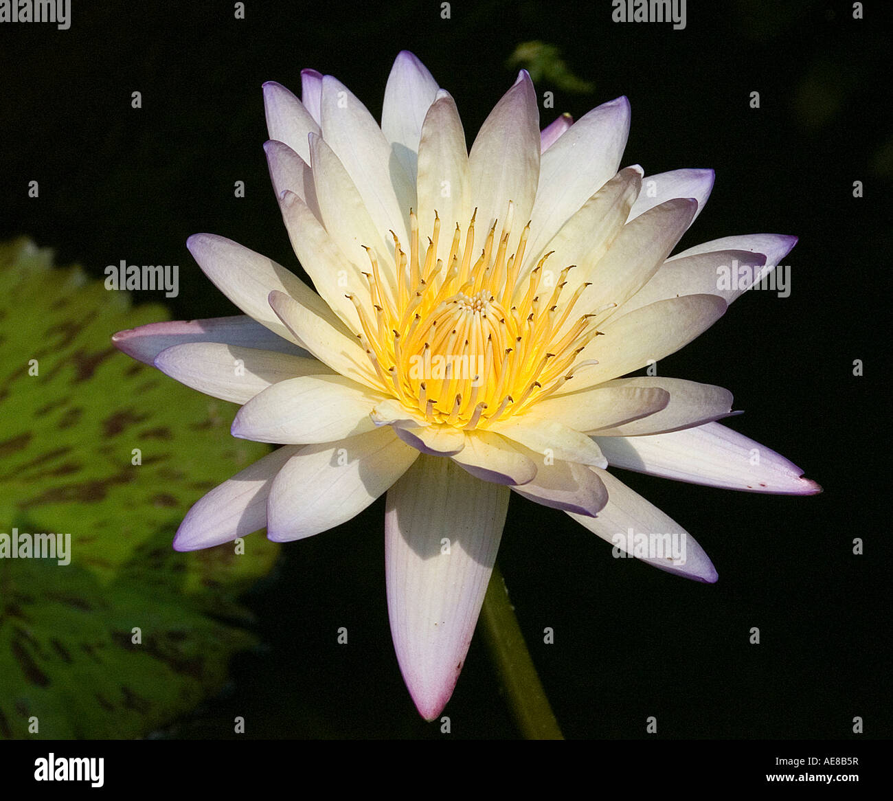 Egyptian lotus flower hi-res stock photography and images - Alamy