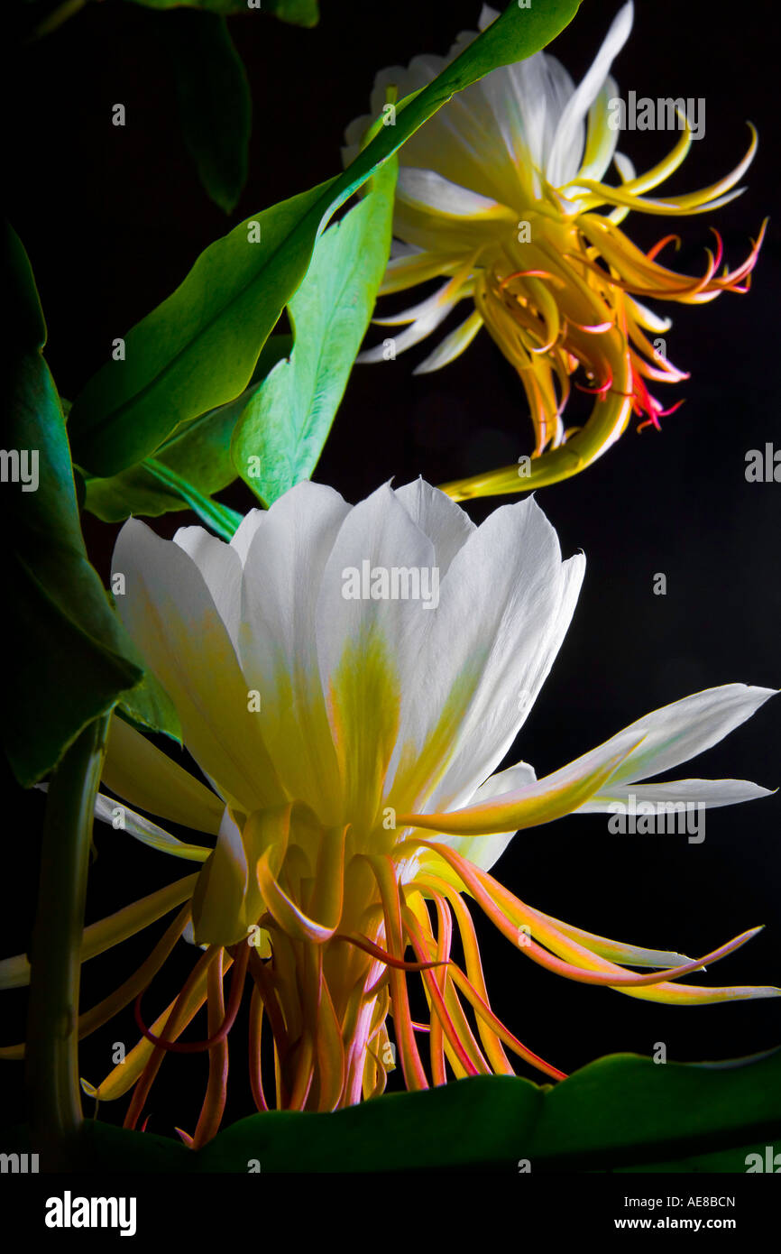 Night Blooming Cereus Stock Photo - Alamy