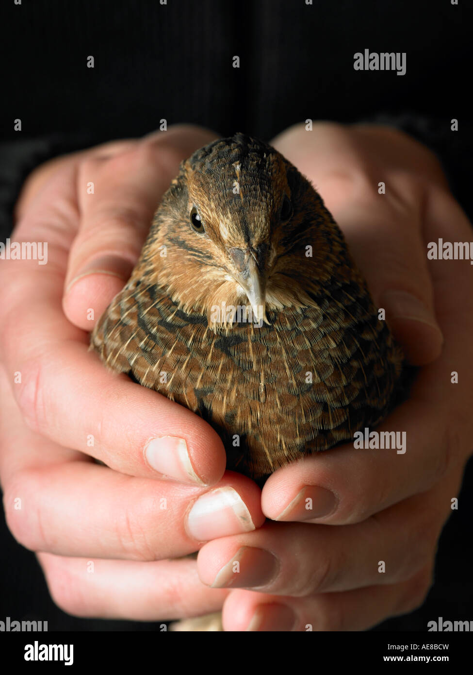 a small quail being cupped in hands Stock Photo - Alamy