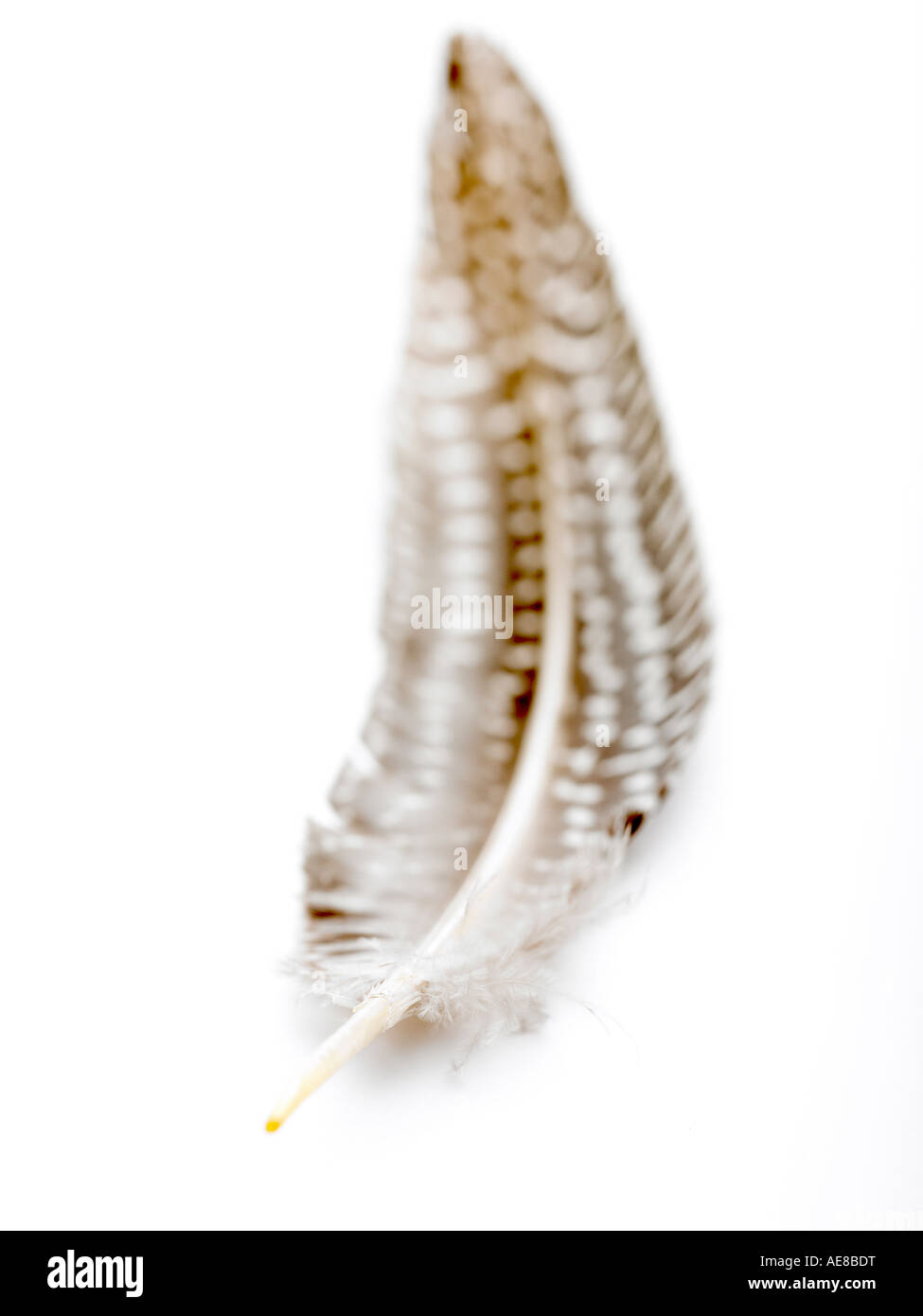Delicate plumage Cut Out Stock Images & Pictures - Alamy