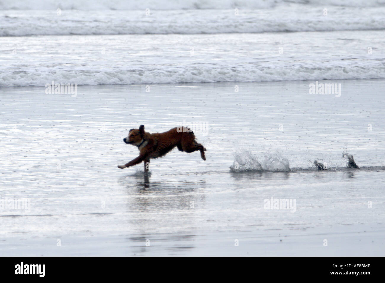 dog running on the beach Stock Photo - Alamy