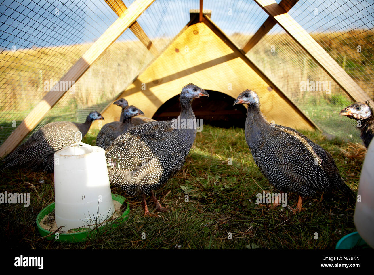 young guinea fowl in ark run in garden Stock Photo - Alamy