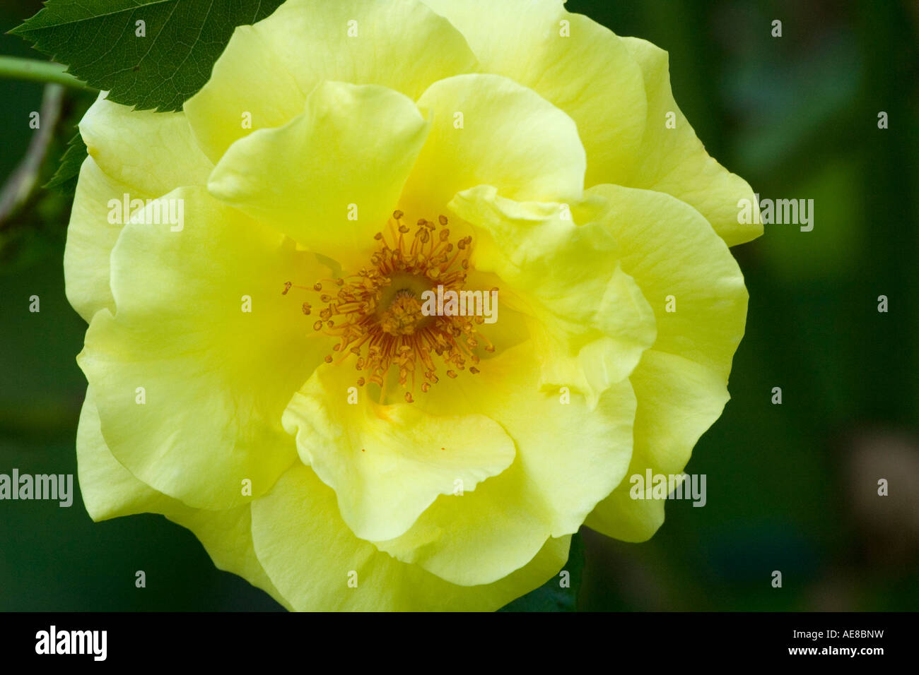 yellow Rose - rosa Stock Photo - Alamy