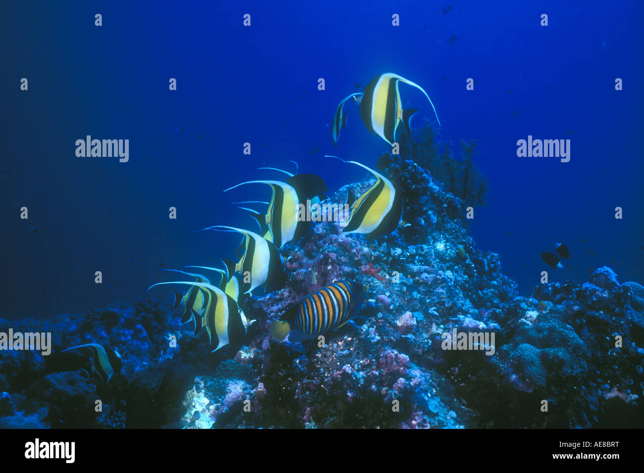 Filamentous algae on coral hi-res stock photography and images - Alamy