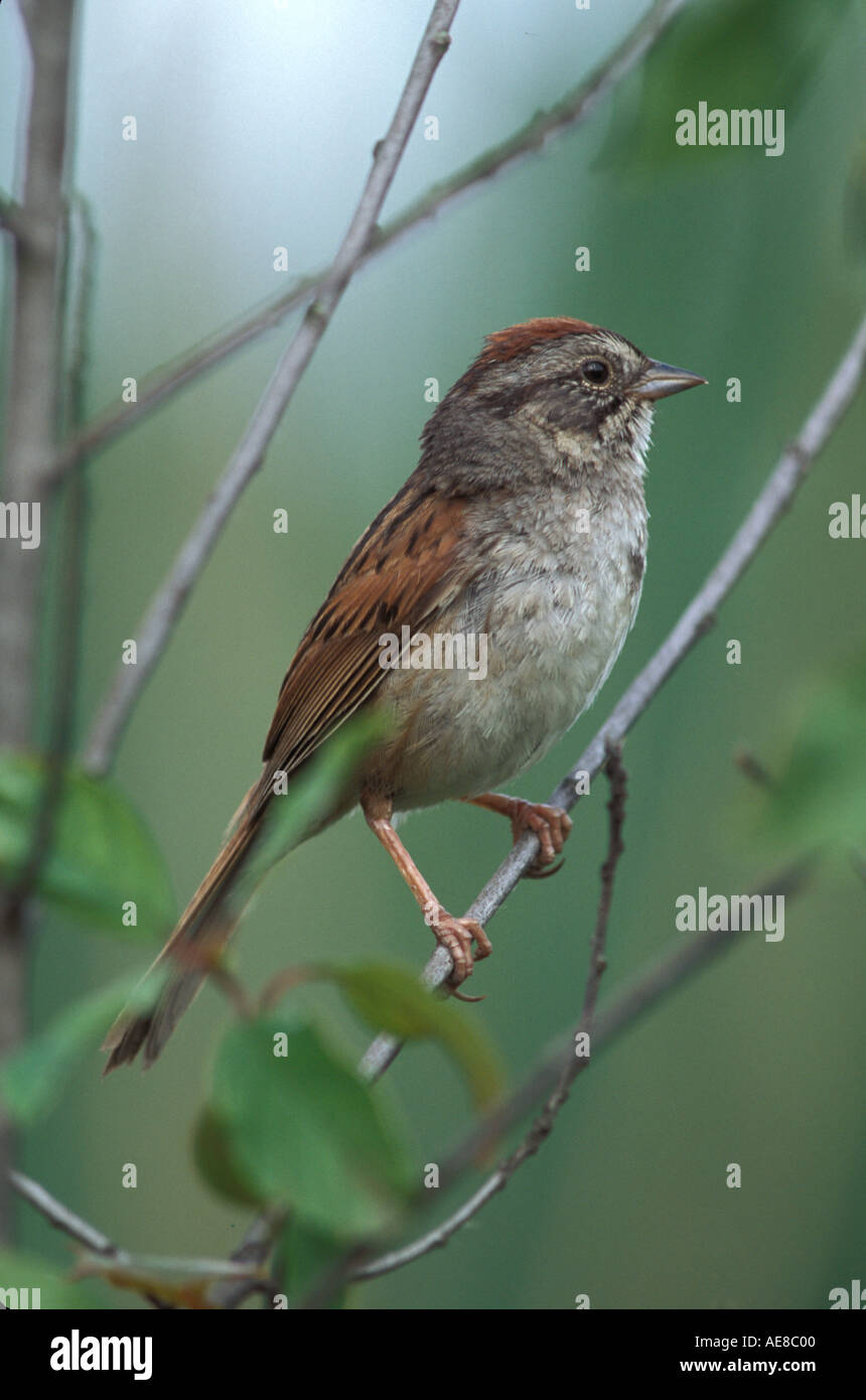 Bird Sparrow Swamp sparrow Stock Photo - Alamy
