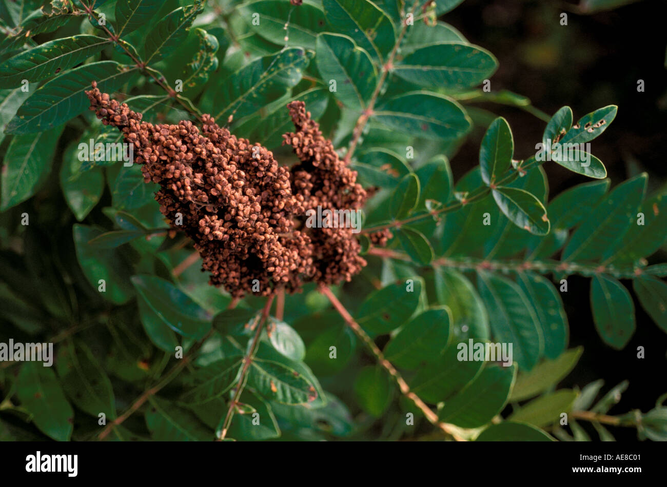 Plant Sumac Poison Stock Photo - Alamy