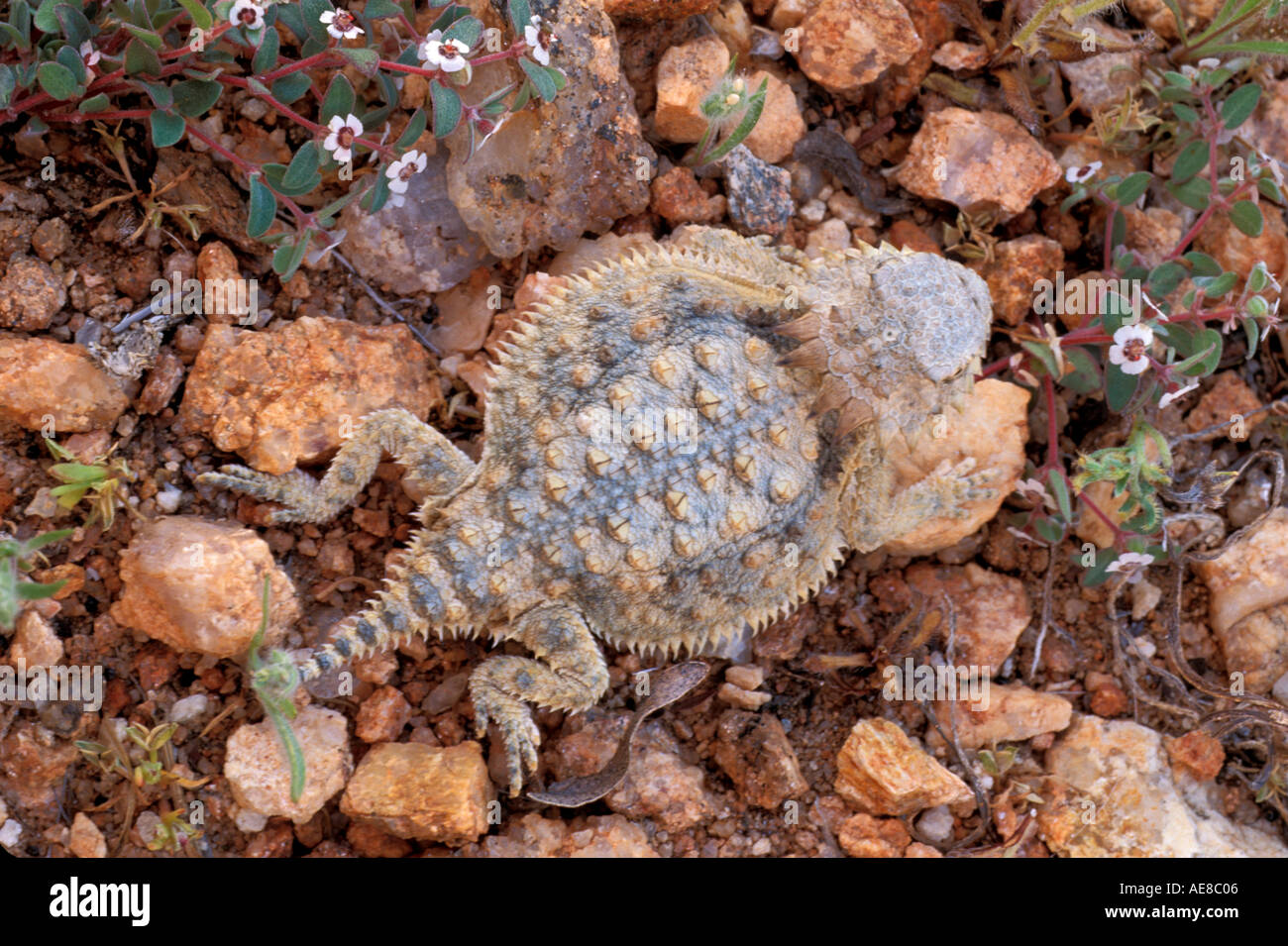 Reptile Lizard Regal horned lizard Stock Photo - Alamy