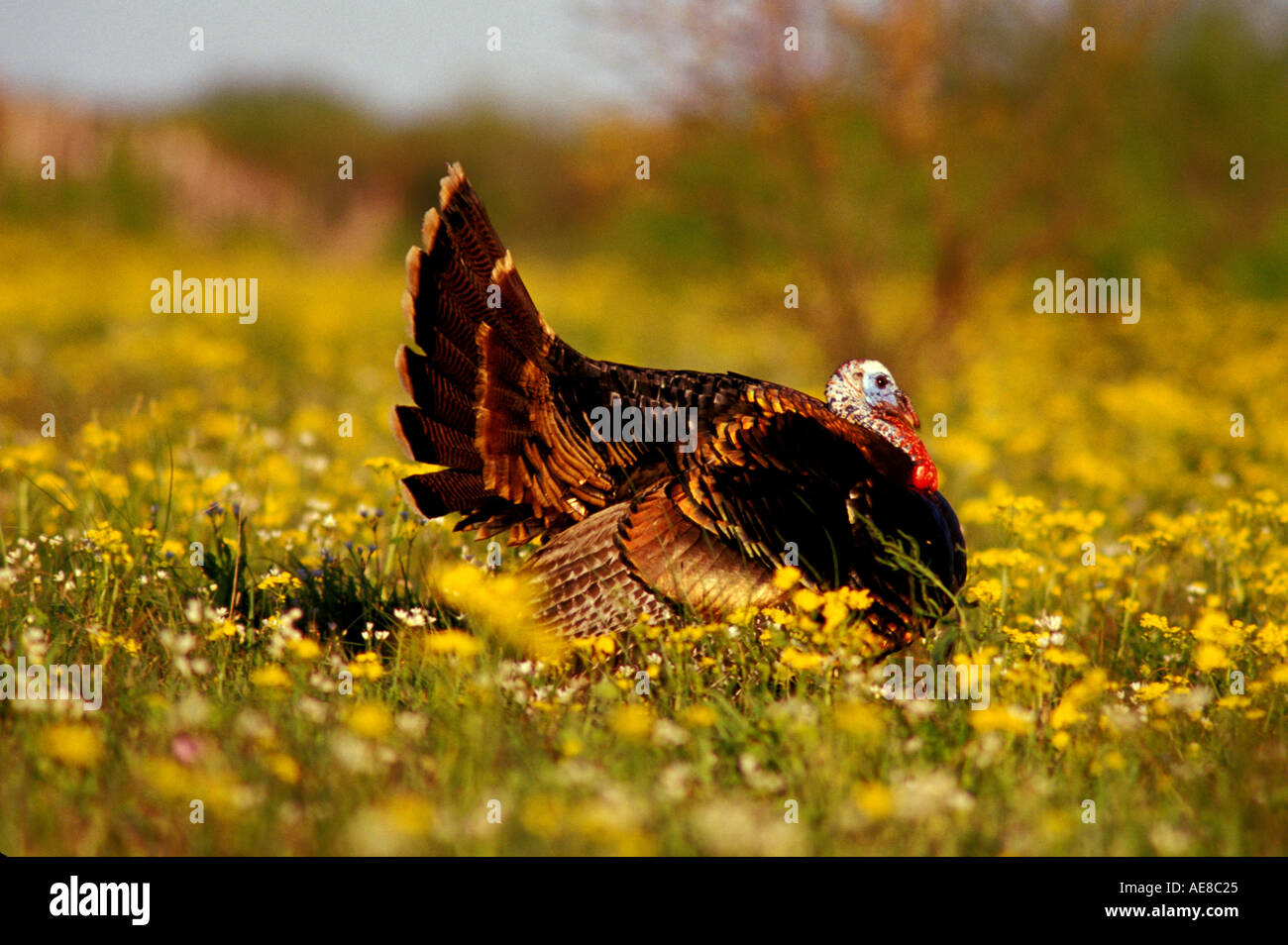 Bird Wild turkey Male strutting Stock Photo - Alamy