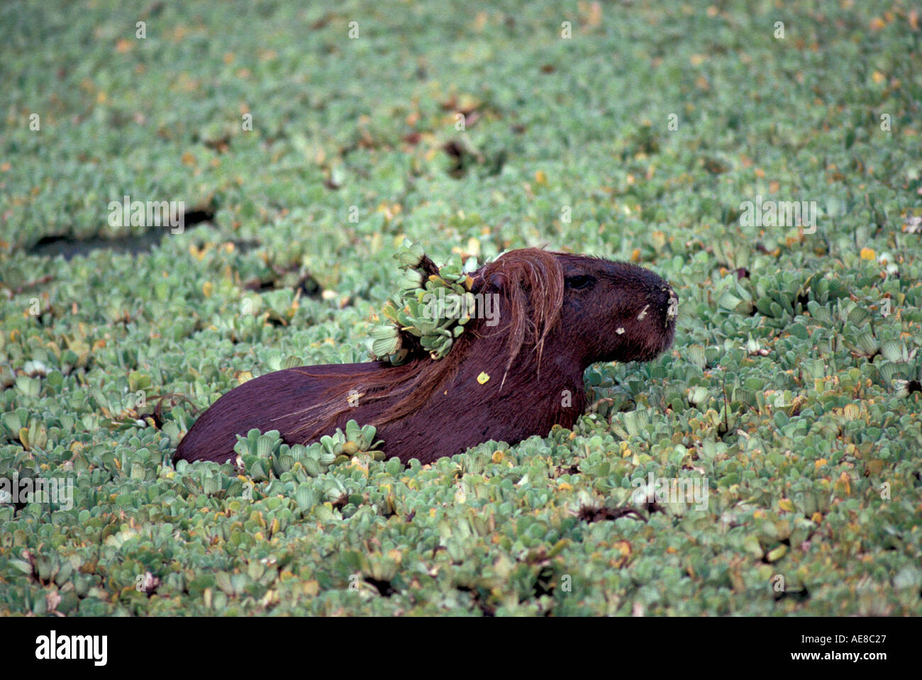 Mammal Capybara In water Stock Photo - Alamy