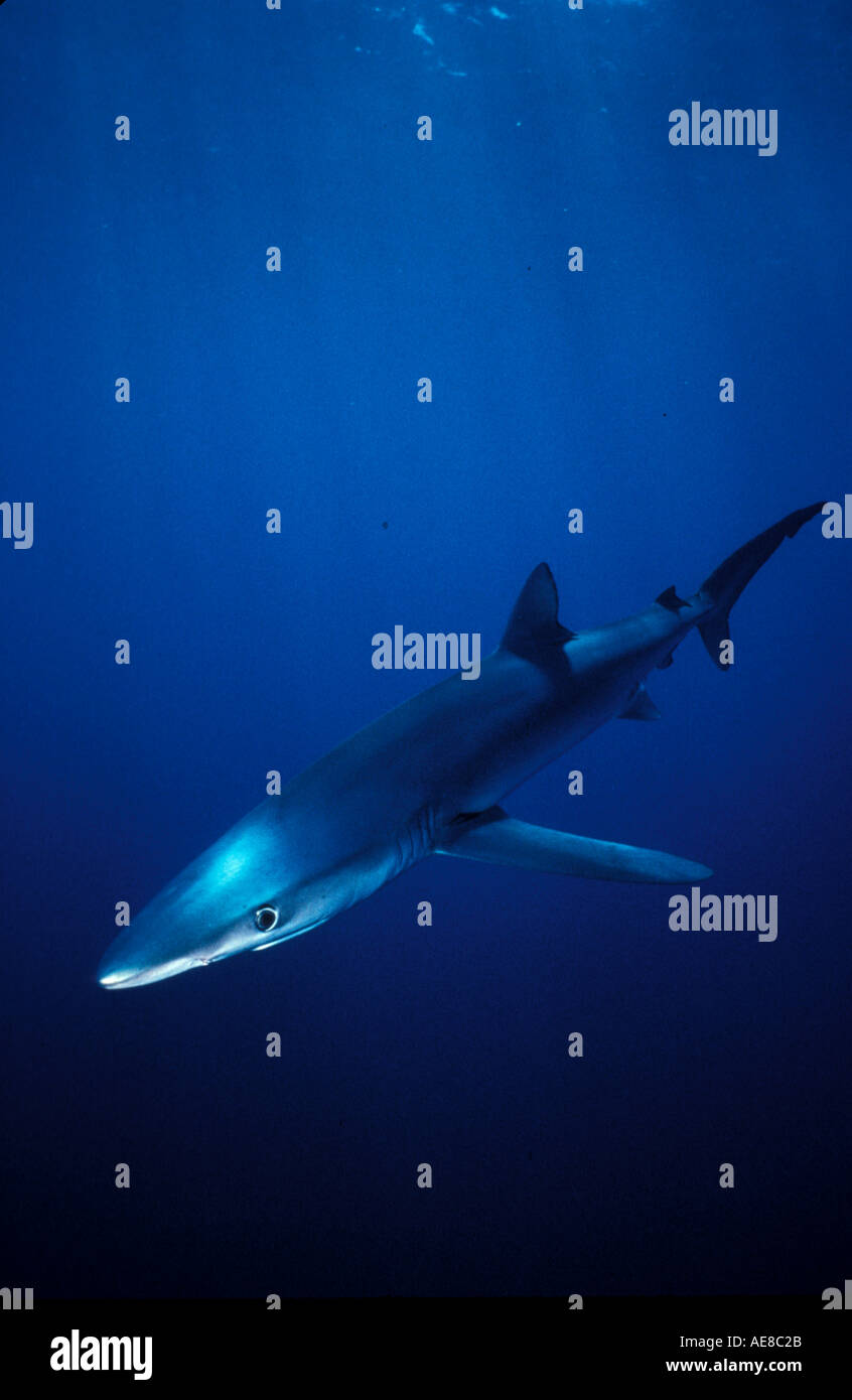 Shark belly swimming hi-res stock photography and images - Alamy