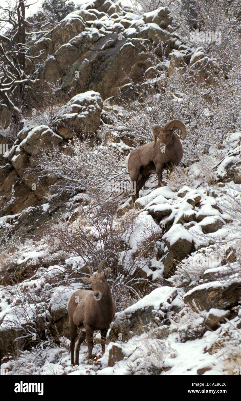 Mammal Sheep Bighorn sheep Stock Photo - Alamy