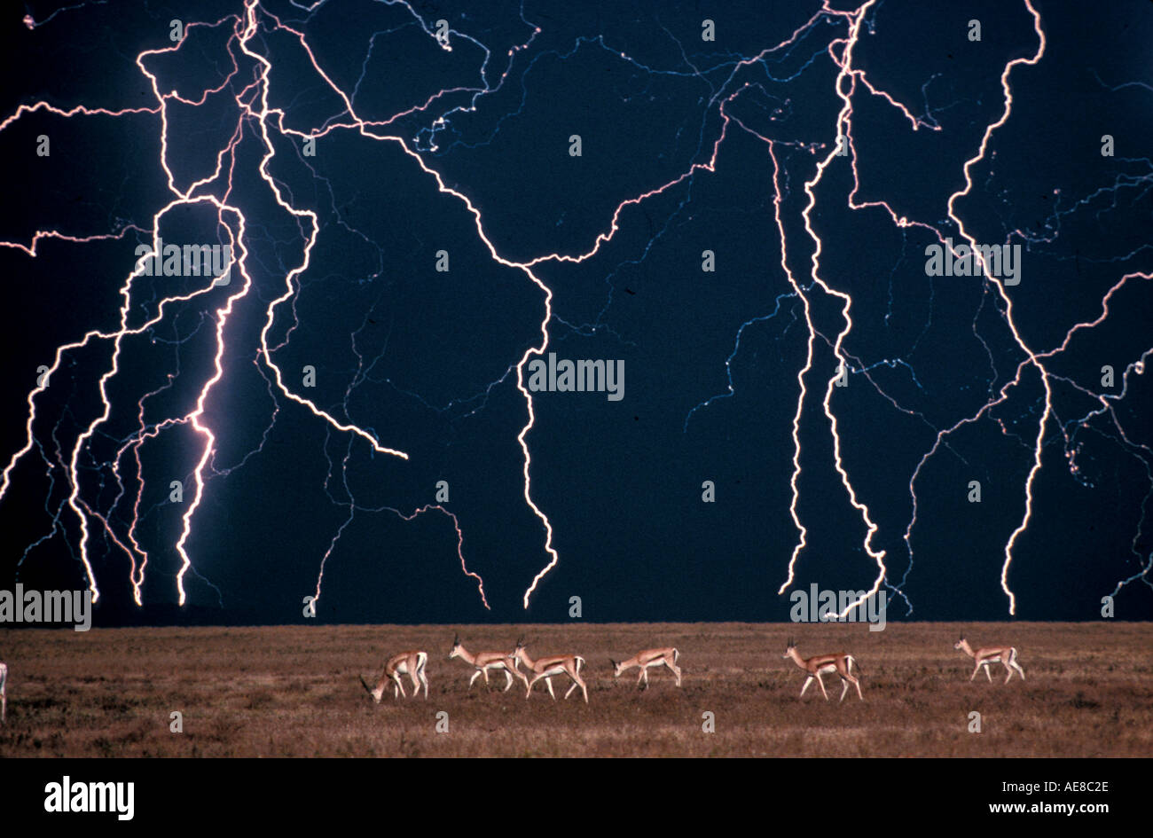 Lightning Strike Animal