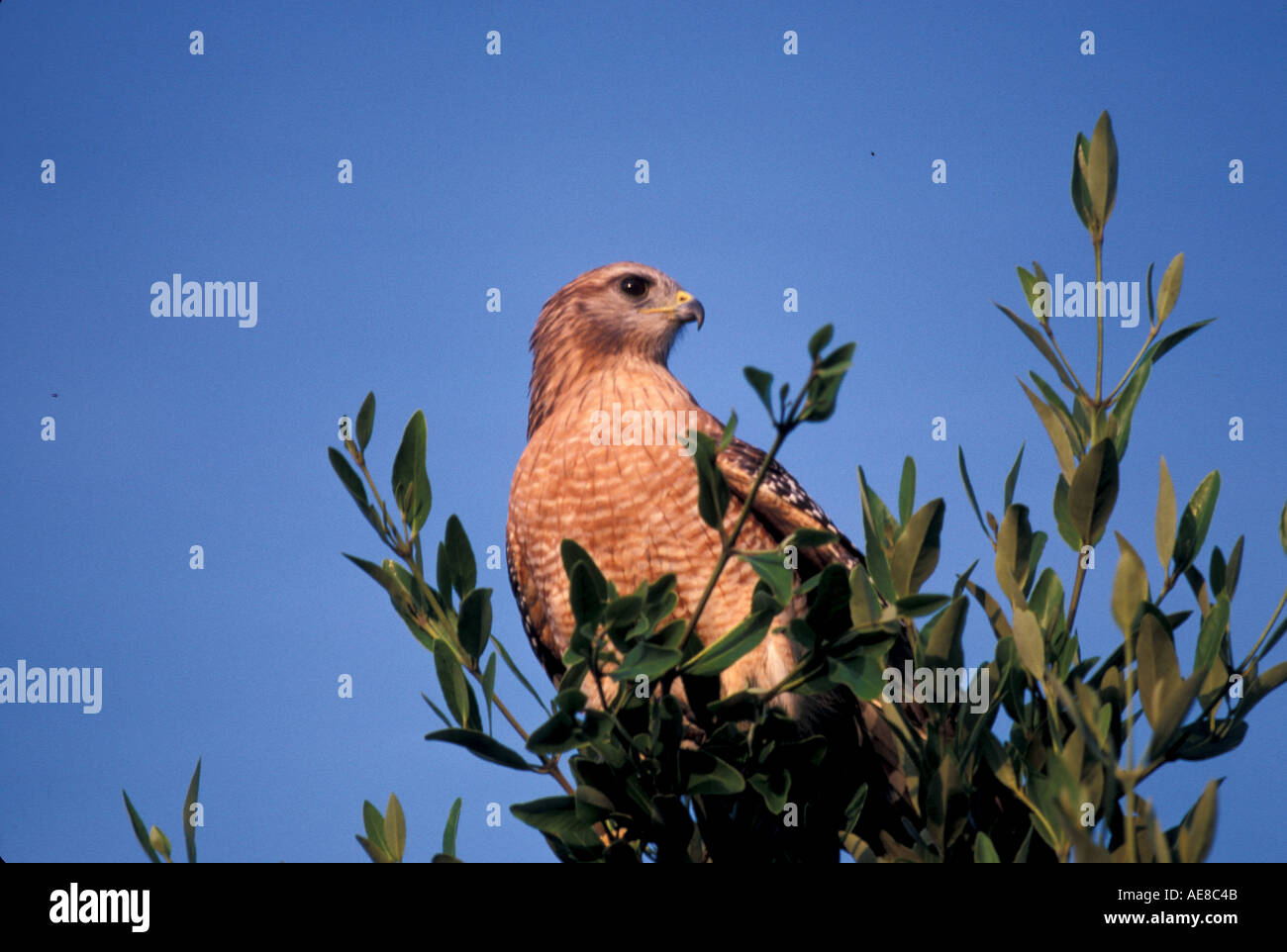 Hawk profile hi-res stock photography and images - Alamy