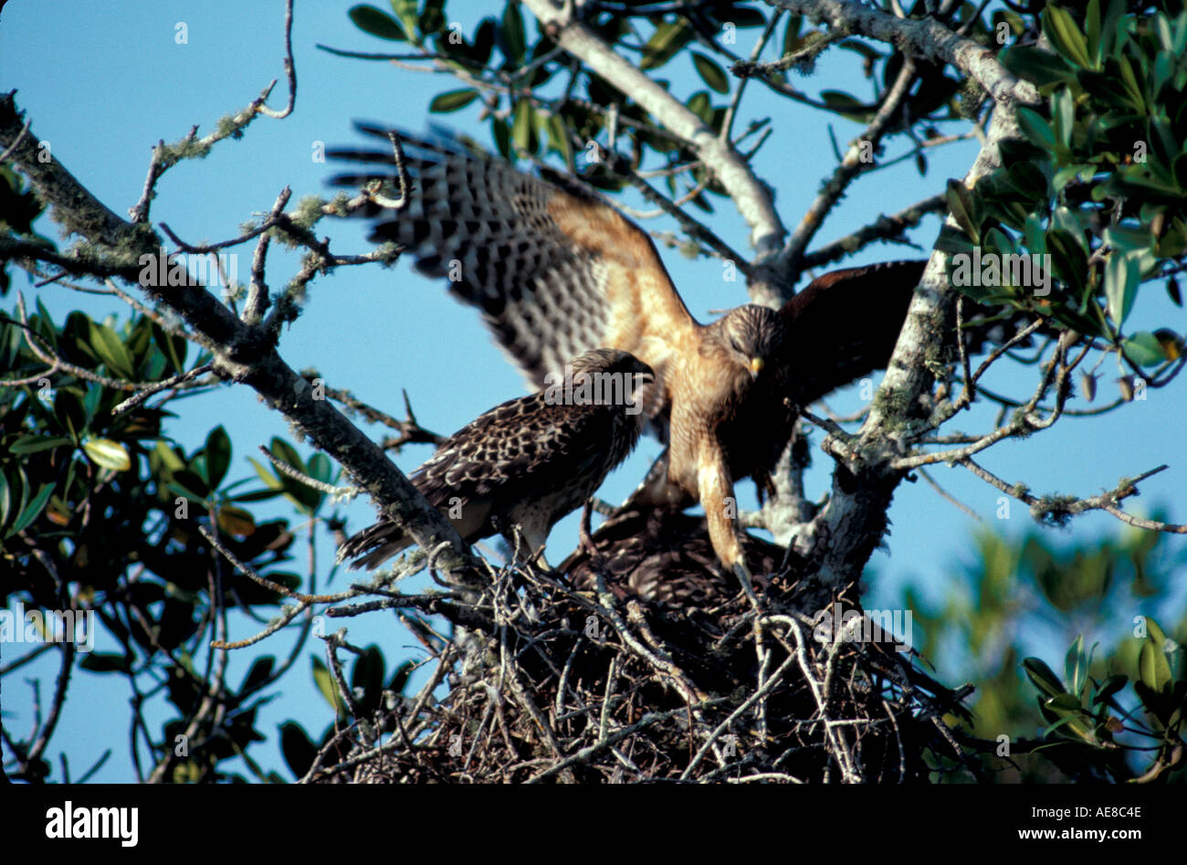 Bird Hawk Red shouldered hawk Stock Photo - Alamy