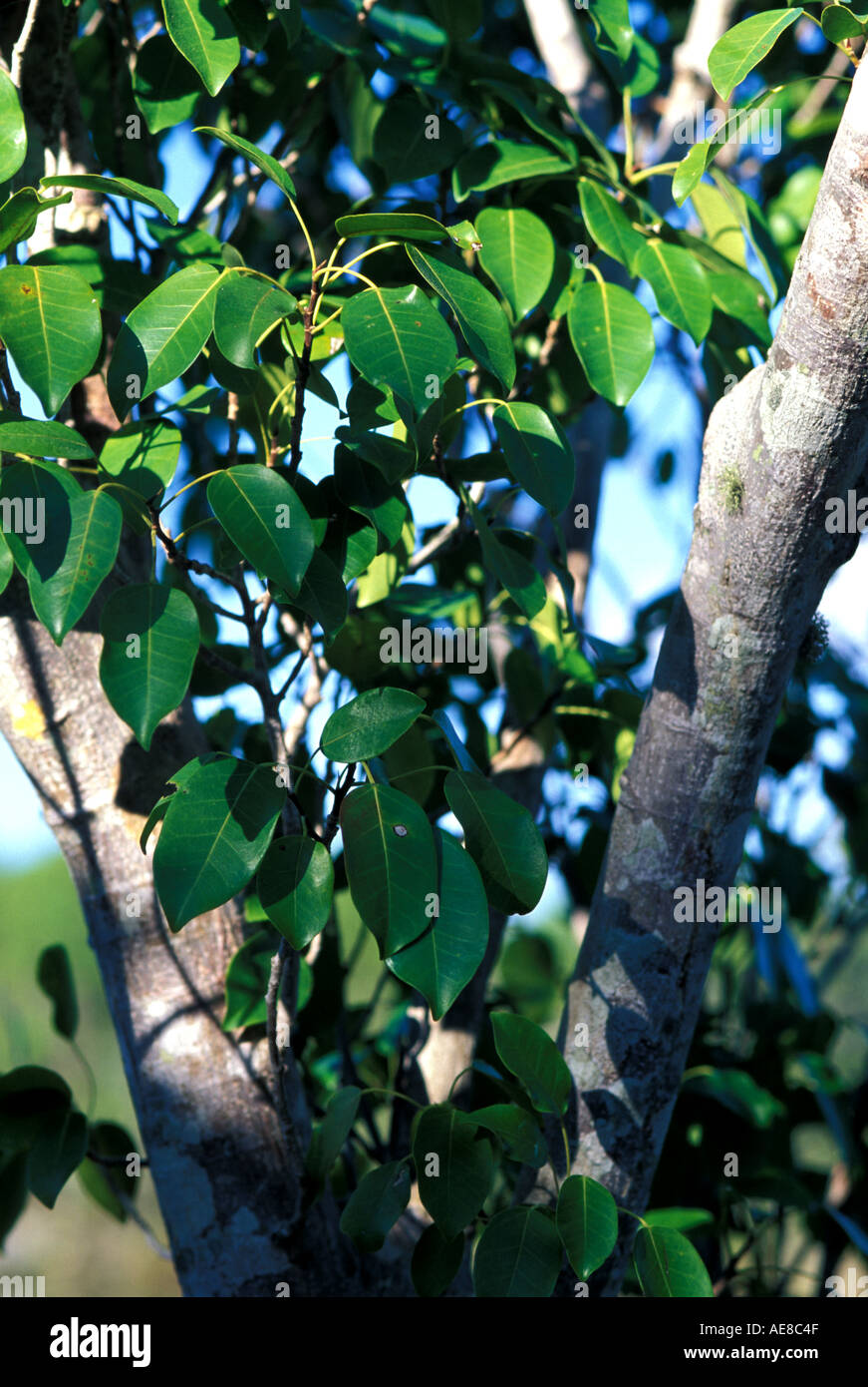 Manchineel tree hi-res stock photography and images - Alamy