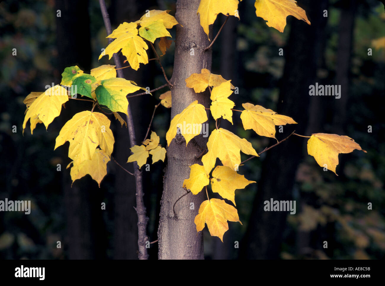 Plant Maple Black maple tree Stock Photo - Alamy