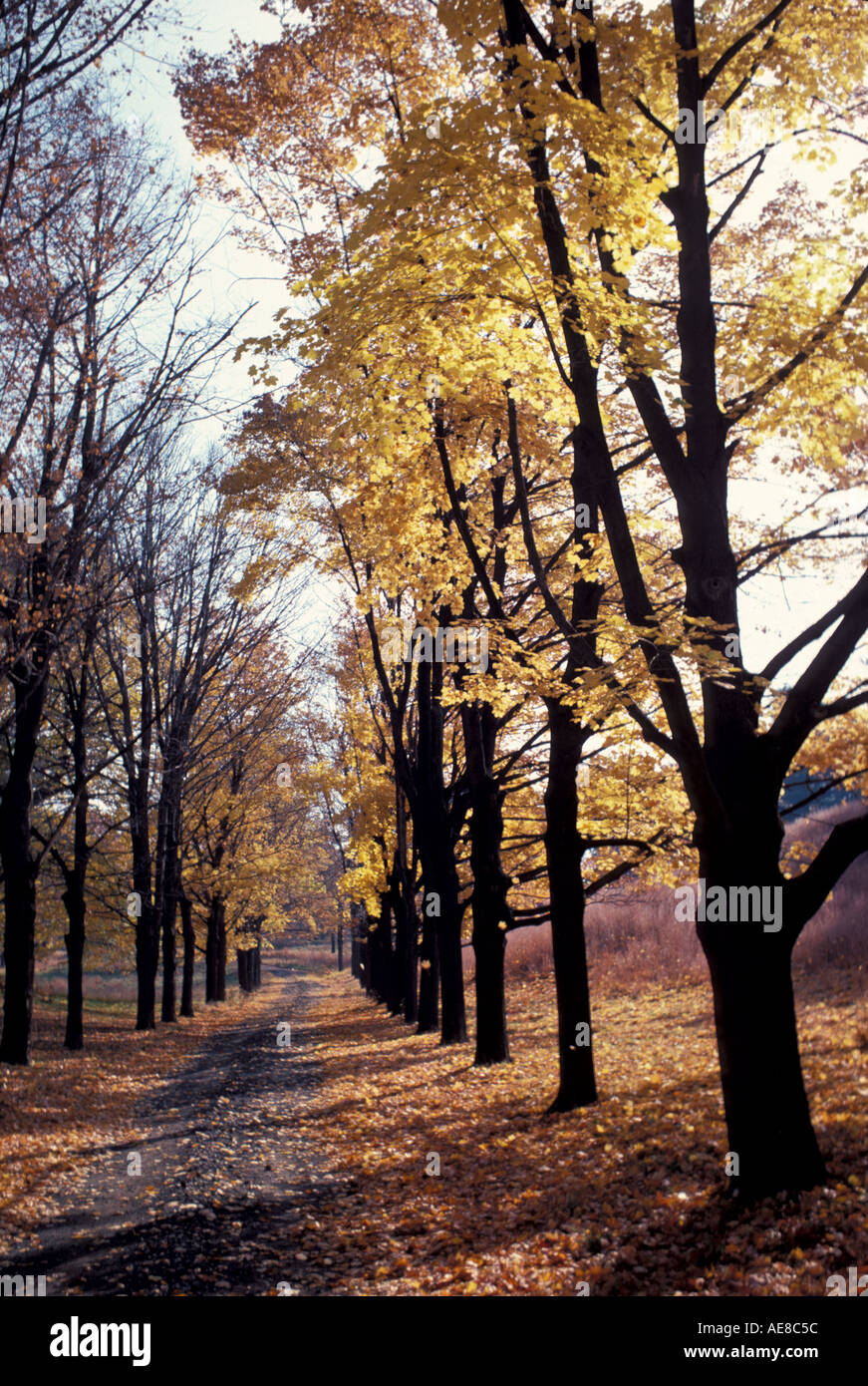 Plant lane hi-res stock photography and images - Alamy
