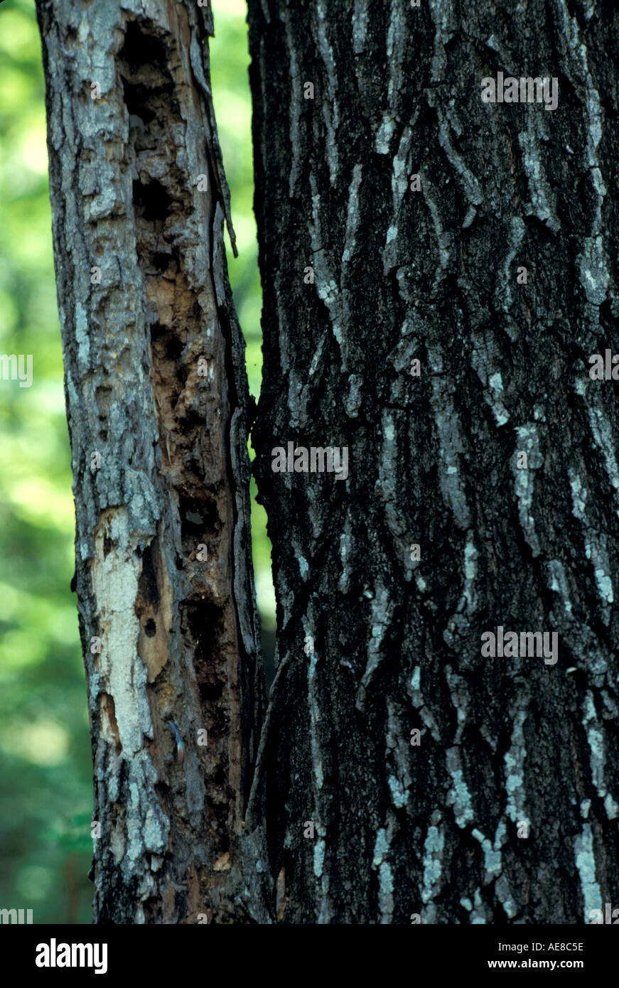 Plant Maple Maple tree with woodpecker damage Stock Photo - Alamy