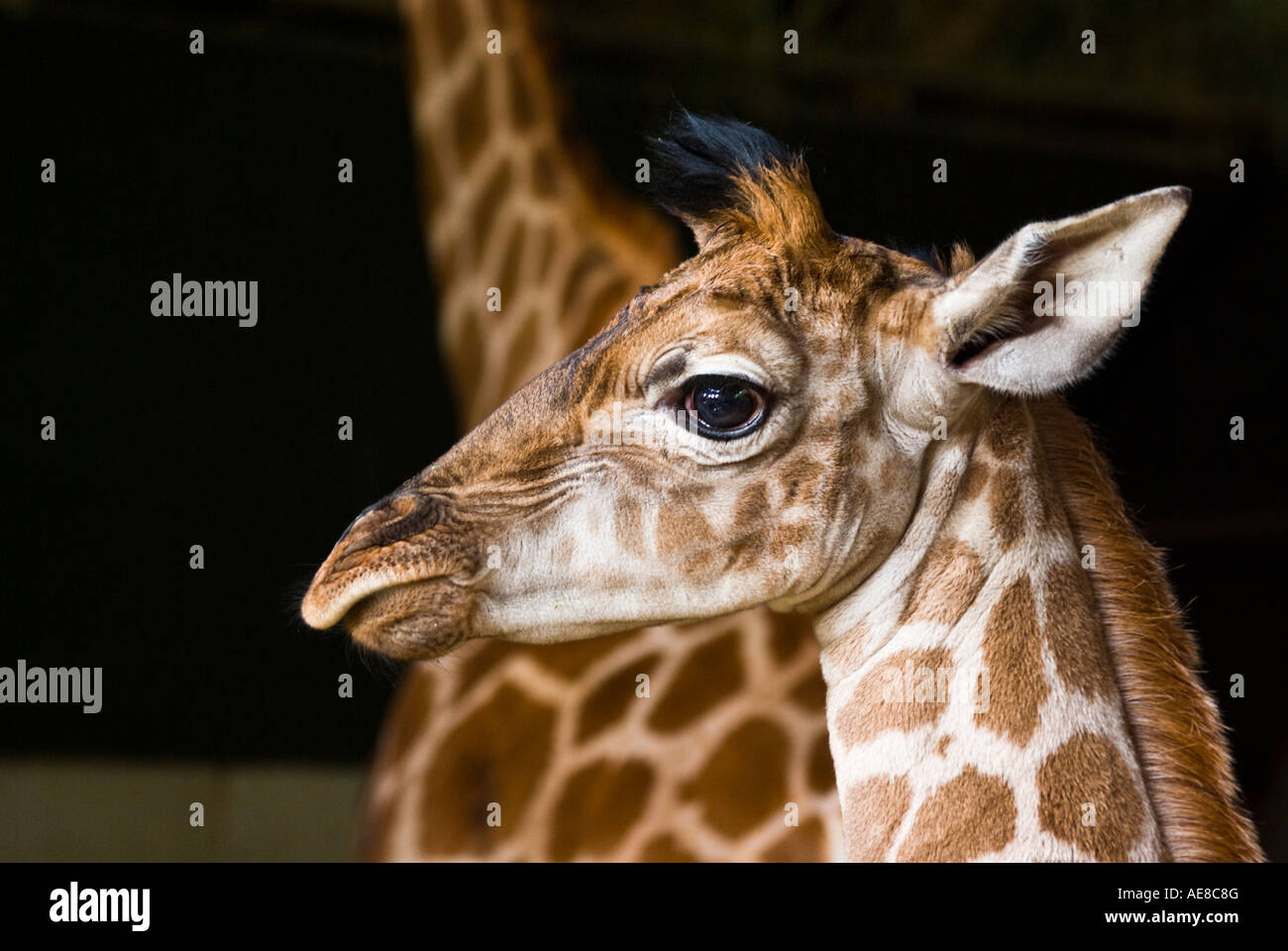 Baby orphan giraffe Stock Photo - Alamy