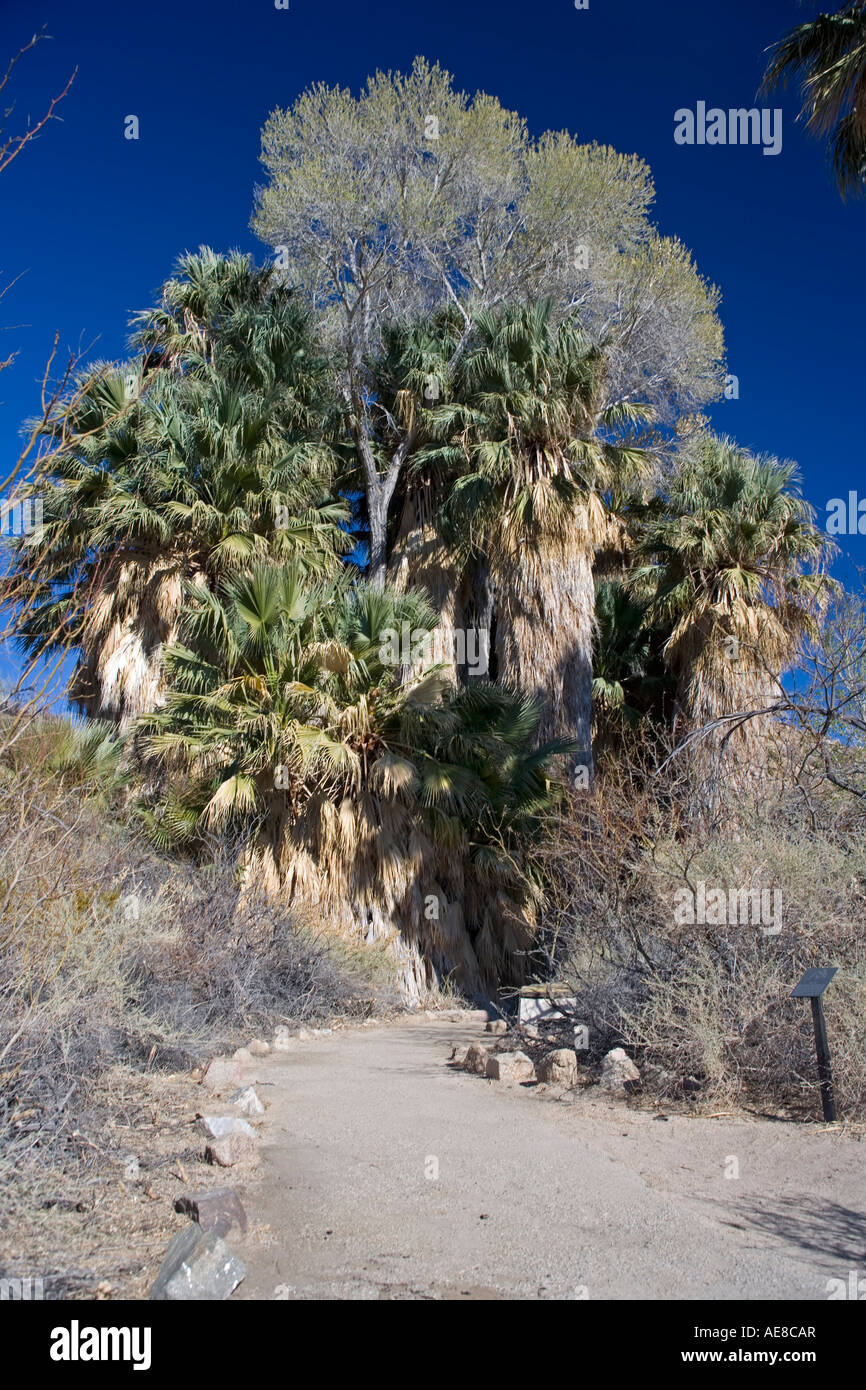 Cottonwood spring joshua tree hi-res stock photography and images - Alamy