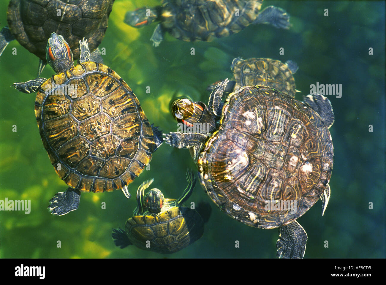 Small and big turtles swimming in water pond Stock Photo - Alamy