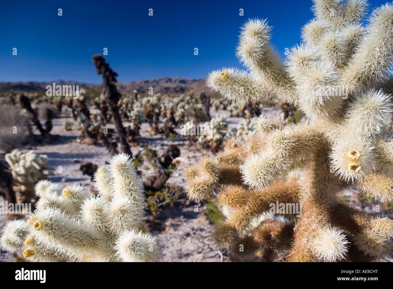 The Cholla Cactus Garden in Joshua Tree National Park California Stock ...