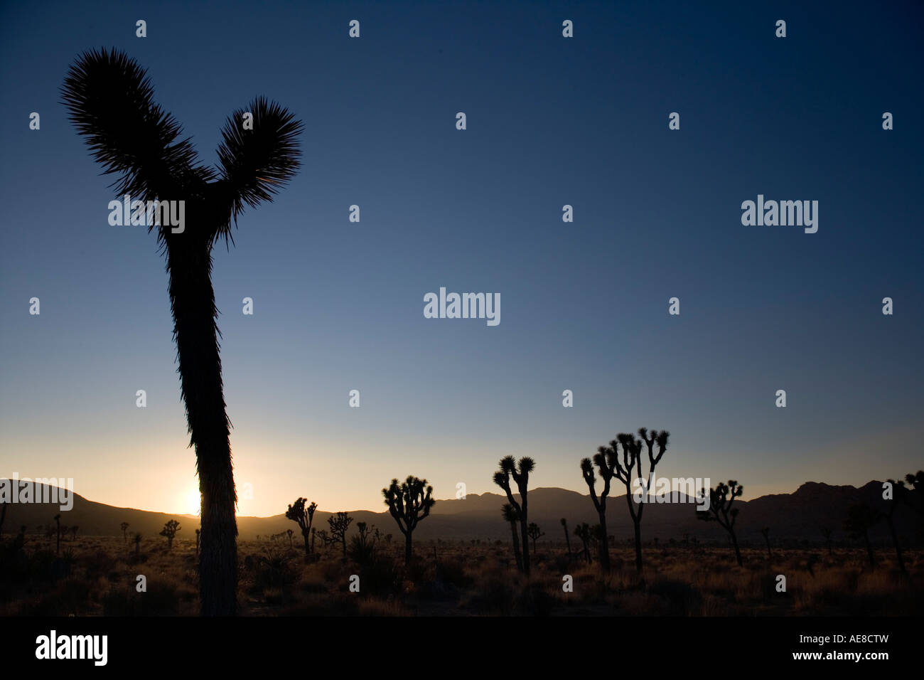 Sunset in Joshua Tree National Park Stock Photo - Alamy
