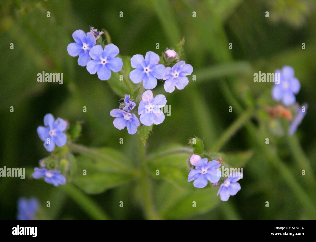 Green Alkanet, Pentaglottis sempervirens, Boraginaceae Stock Photo - Alamy