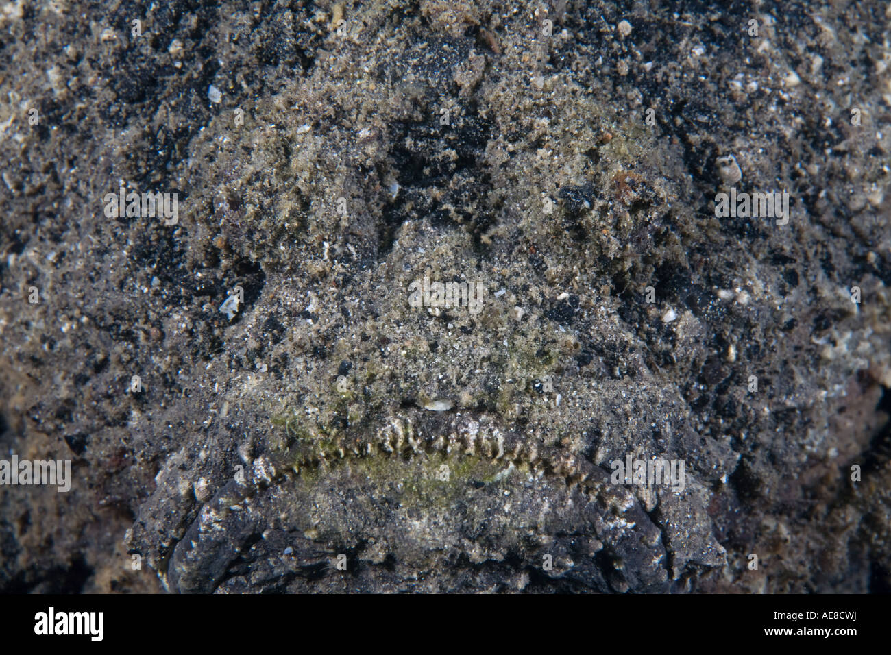 A Stonefish, Synanceia verrucosa, the world's most venomous fish ...