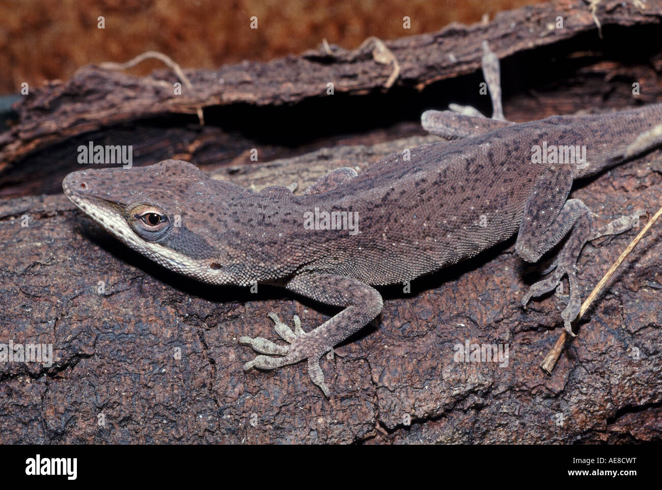 pet Anole lizard Anolis carolinensis bought from Woolworth's store in ...
