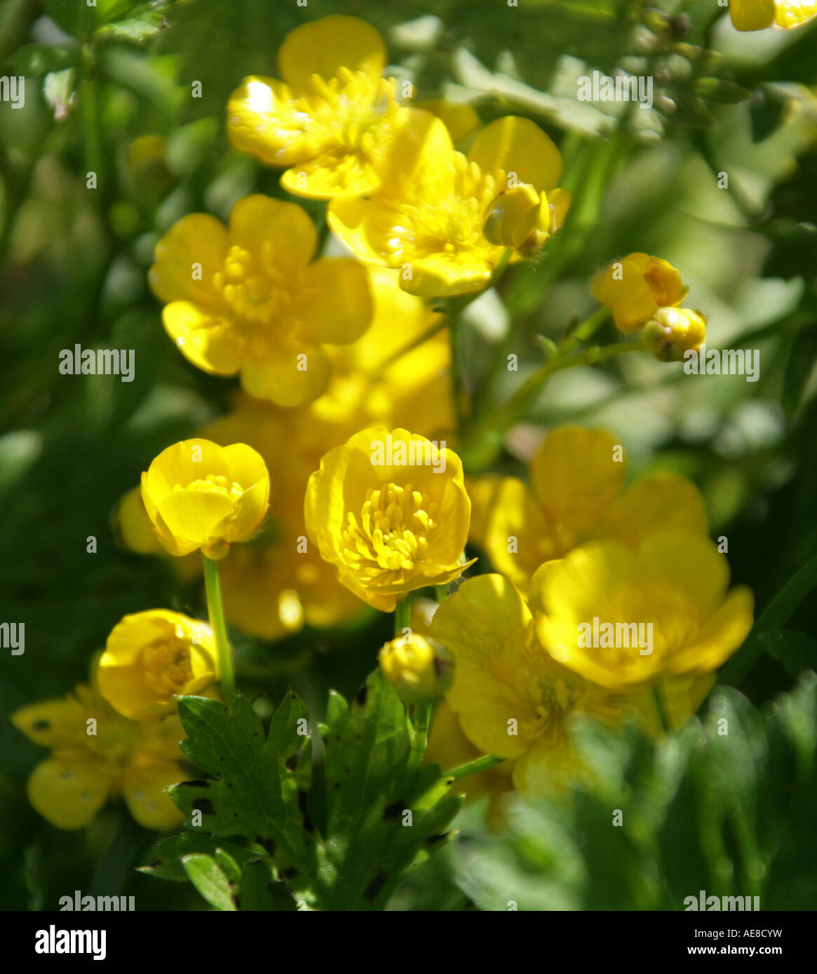 Ranunculus acris hi-res stock photography and images - Alamy