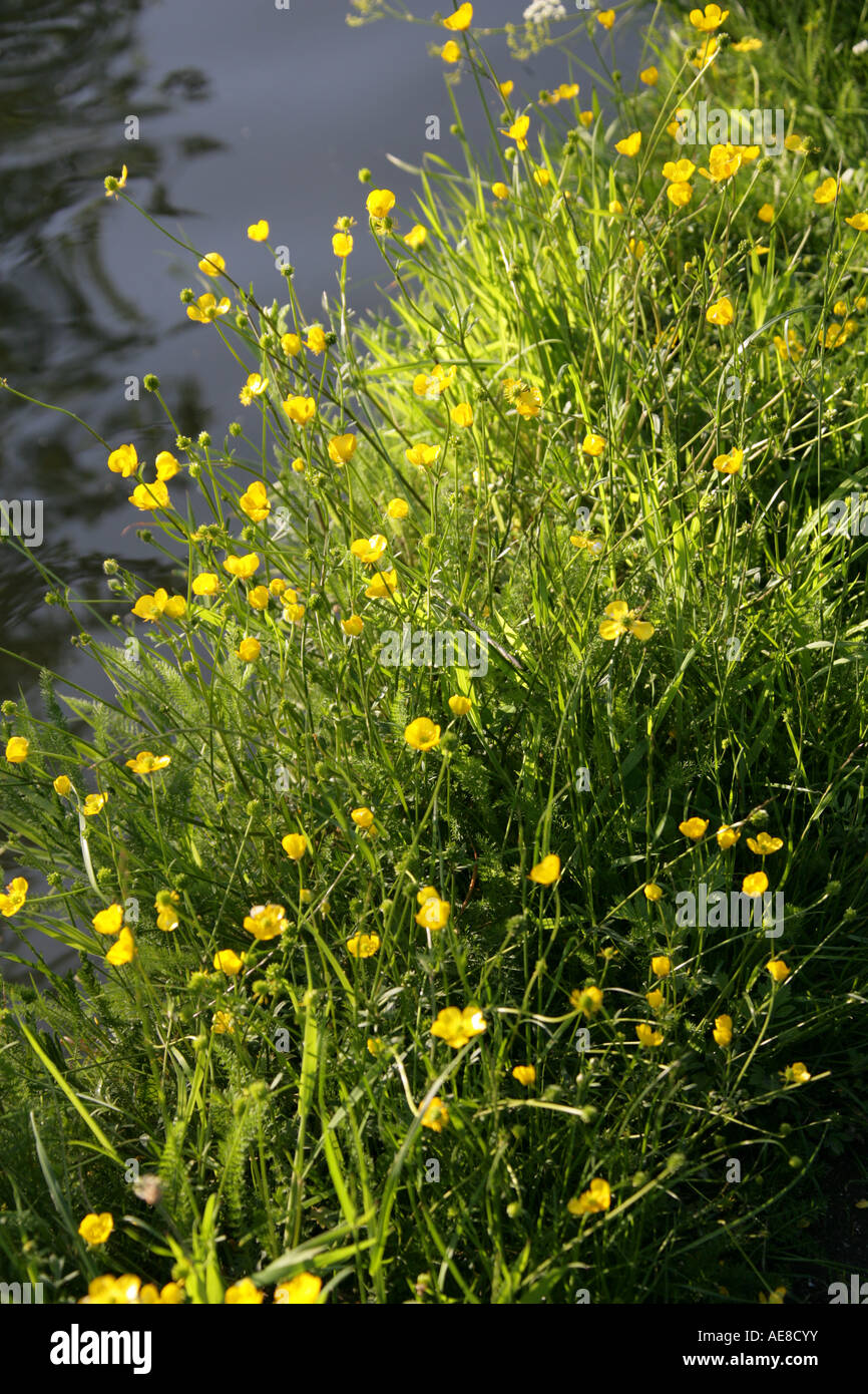 Meadow Buttercup, Ranunculus acris Stock Photo - Alamy